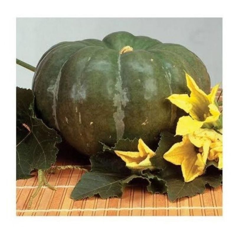 50 Sementes Jerimum Caboclo Abóbora do Nordeste. | Shopee Brasil
