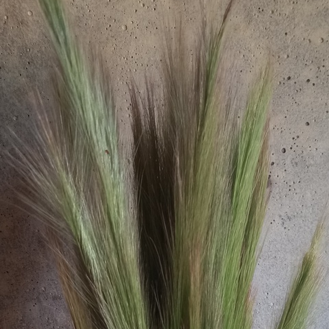 Capim rabo de raposa verde do cerrado/capim seco para decoração ...