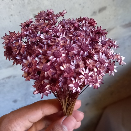 Flor sempre viva e sempre viva EXTRA TIPO 1 , buquê com 300/500/800 ...