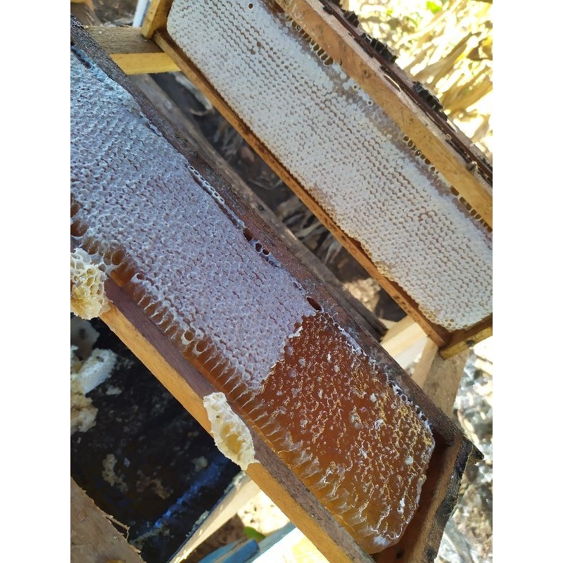 Mel puro abelhas apis 1 kg direto do produtor flor eucalipto ...