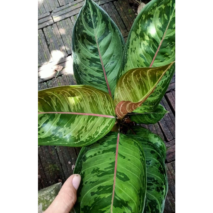 100 sements calanthea purbiator | Shopee Brasil