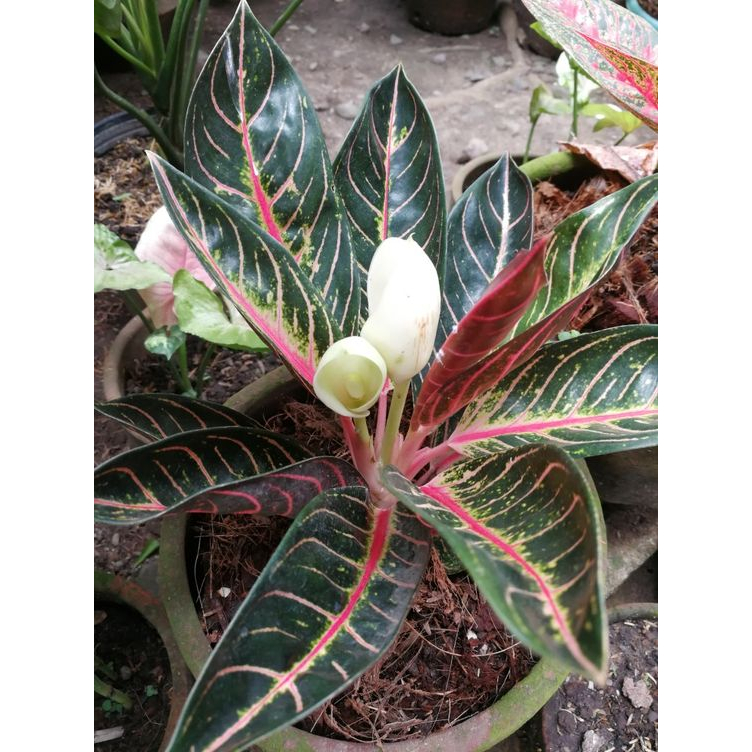 100 sements calanthea ornamentalis com manual de cultivo | Shopee Brasil