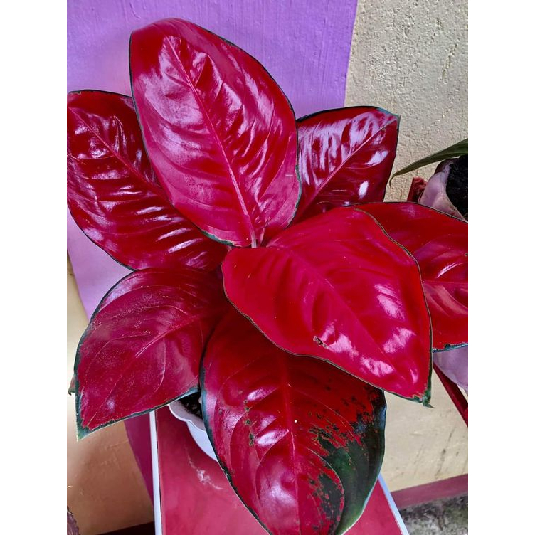 100 sements calanthea pure red carmesin com manual de cultivo | Shopee ...