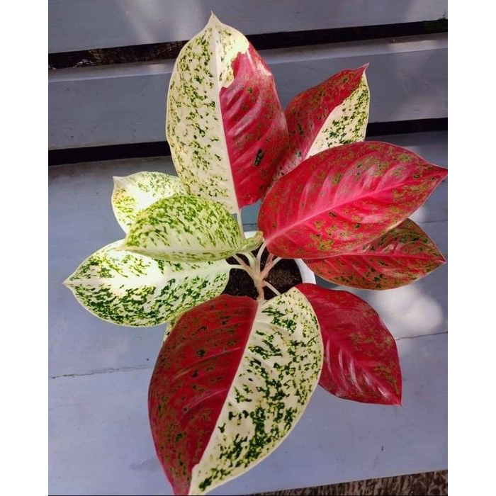 100 sements calanthea metaclavis com manual de cultivo | Shopee Brasil