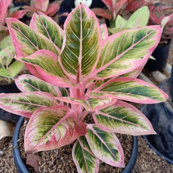 100 sements calanthea mistic fairy com manual de cultivo | Shopee Brasil