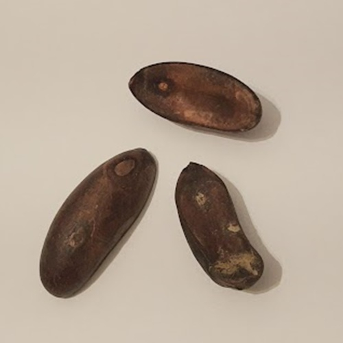 Pixuri Graúdo - 3 Favas - Pichuri / Pixurim / Puxuri | Shopee Brasil