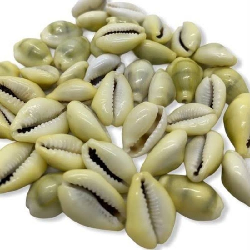 Búzios Gema Natural | Shopee Brasil