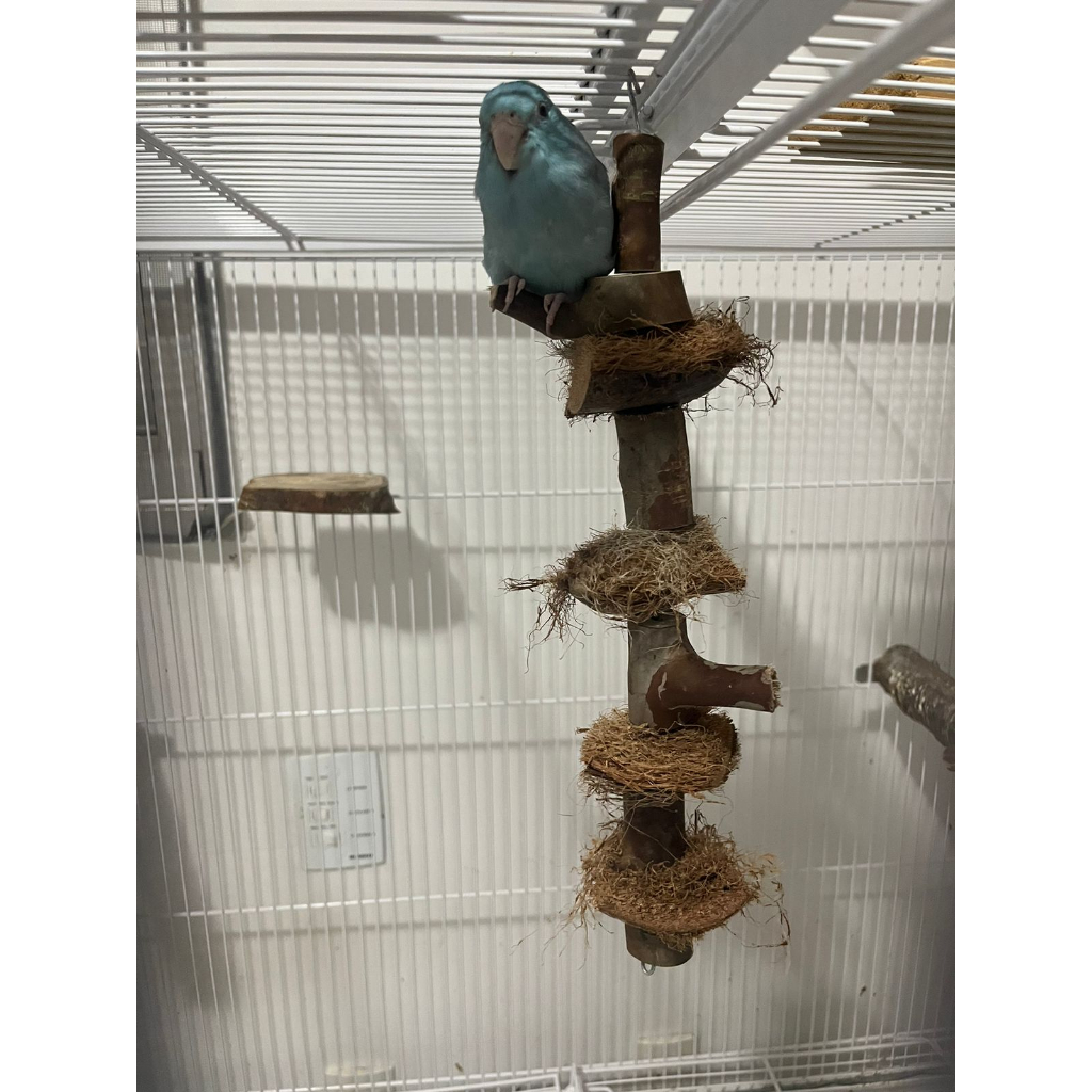 Brinquedo com coco ou bucha para aves/calopsitas/periquitos/papagaios ...