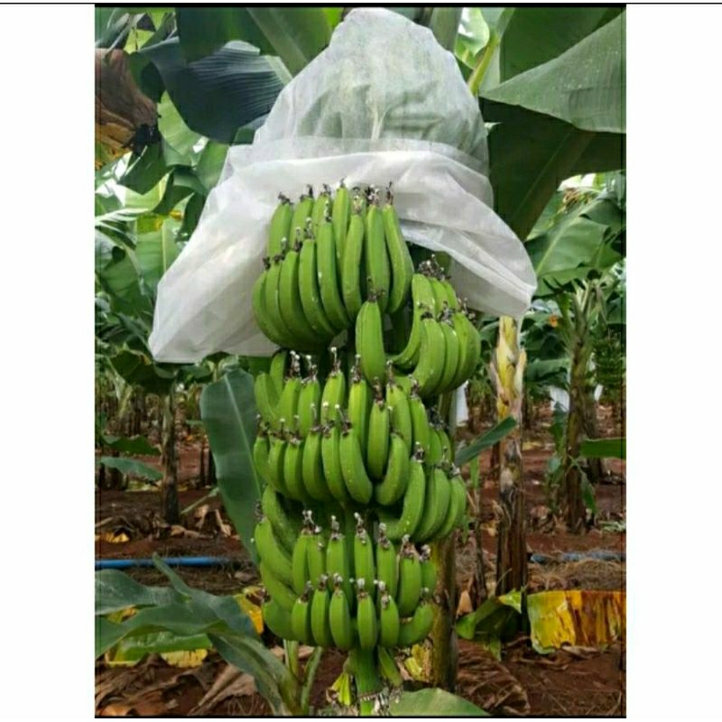100 saco tnt proteção cacho de banana 0,70cm x 1,40cm | Shopee Brasil