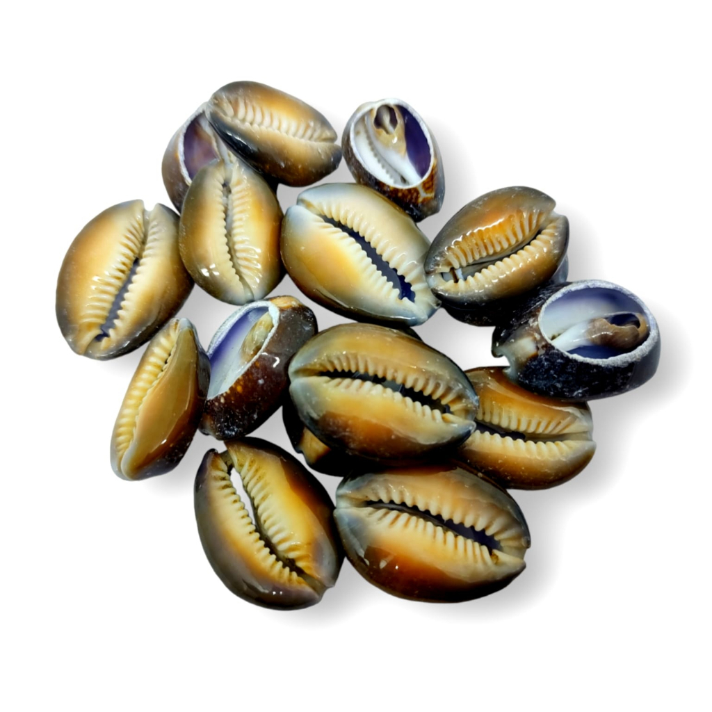 Búzios Africano Natural Aberto Unidade Artesanatos | Shopee Brasil