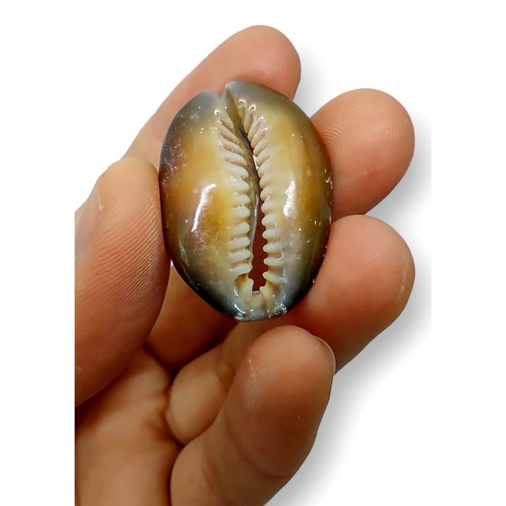 Búzios Africano Natural Aberto Unidade Artesanatos | Shopee Brasil