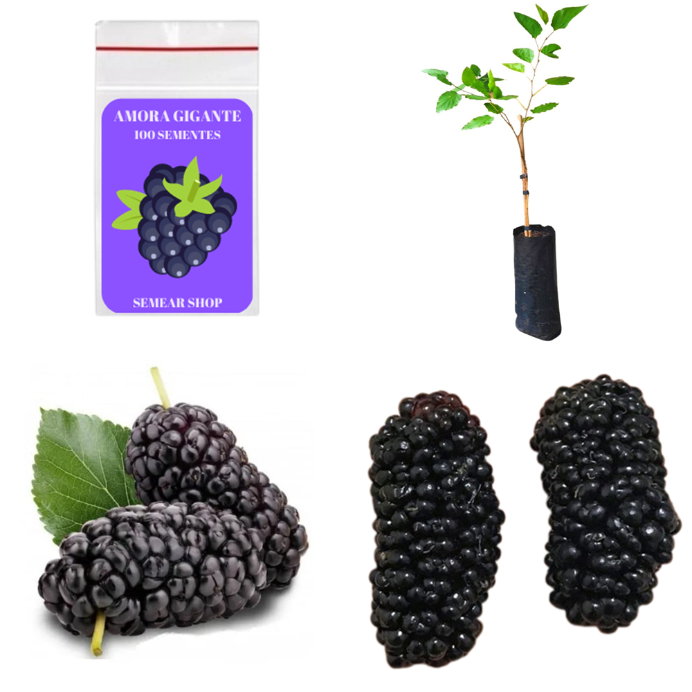 100 Sementes de Amora Gigante | Shopee Brasil