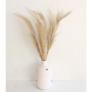 Kit C/ 5 Capim Dos Pampas De Luxo Fino Natural Boho Chic Pinterest ...