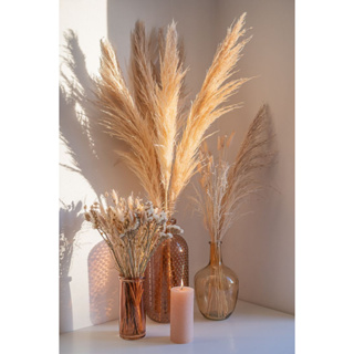 Kit C/ 5 Capim Dos Pampas De Luxo Fino Natural Boho Chic Pinterest ...