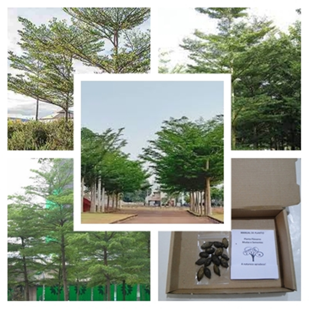 15 Sementes de Sete Copas Africana ou Amendoeira de Madagascar ...