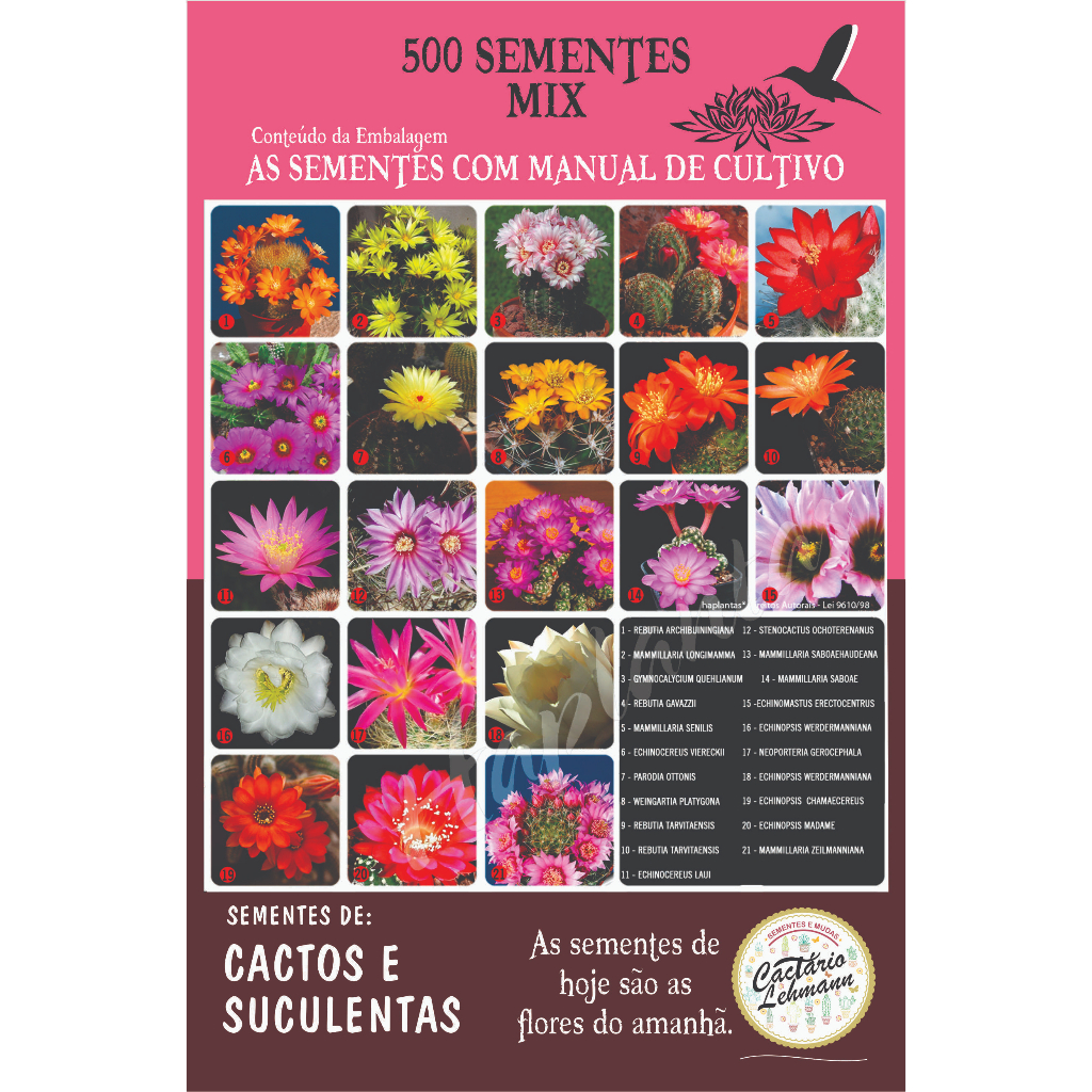 500 Sementes Para Mudas Suculentas Mini Cacto Shopee Brasil