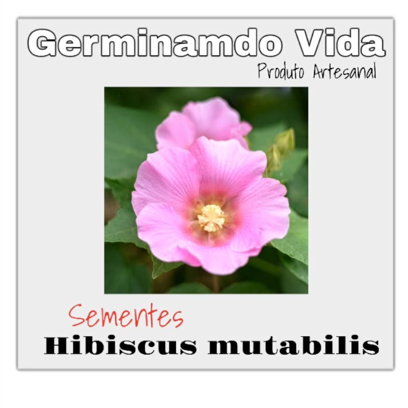 15 Sementes Hibiscus mutabilis - Rosa Louca | Shopee Brasil