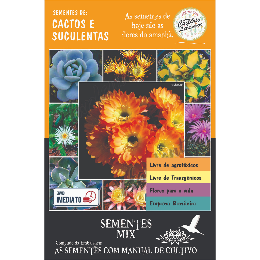 Sementes Mix 500 Unidades Suculentas E Cacto + manual de cultivo ...