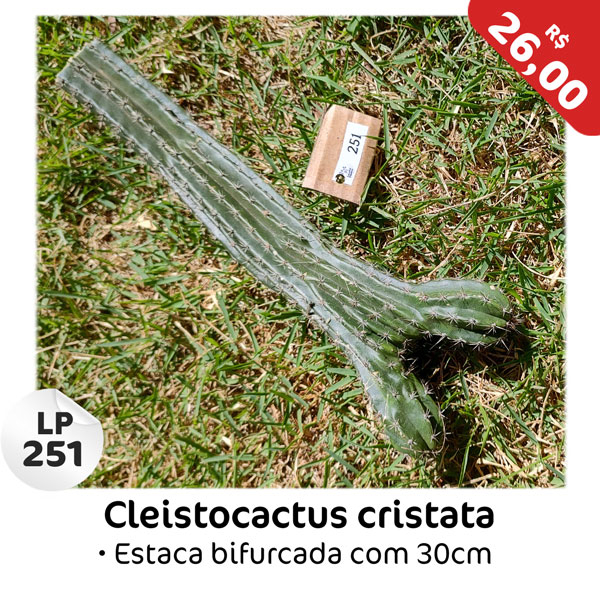 Estac.a Cleistoca.ctus cristata bifurcado 30cm (LP-251) | Shopee Brasil