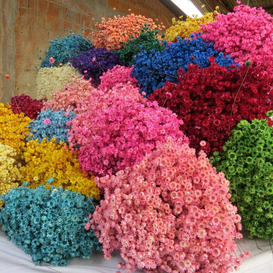 600 Mini Flores Sempre Viva Natural Desidratada - Escorrega o Preço