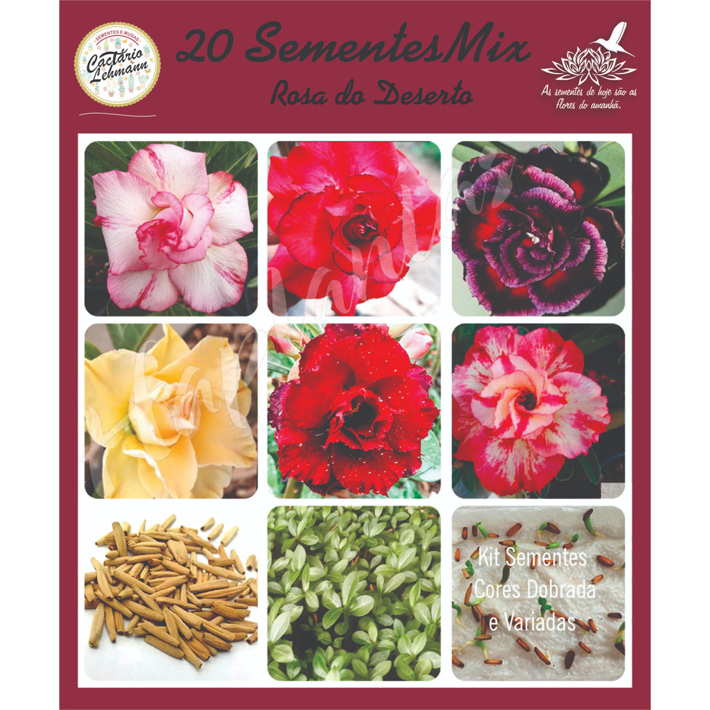 Kit sementes Rodas do deserto MIX 20 cores | Shopee Brasil