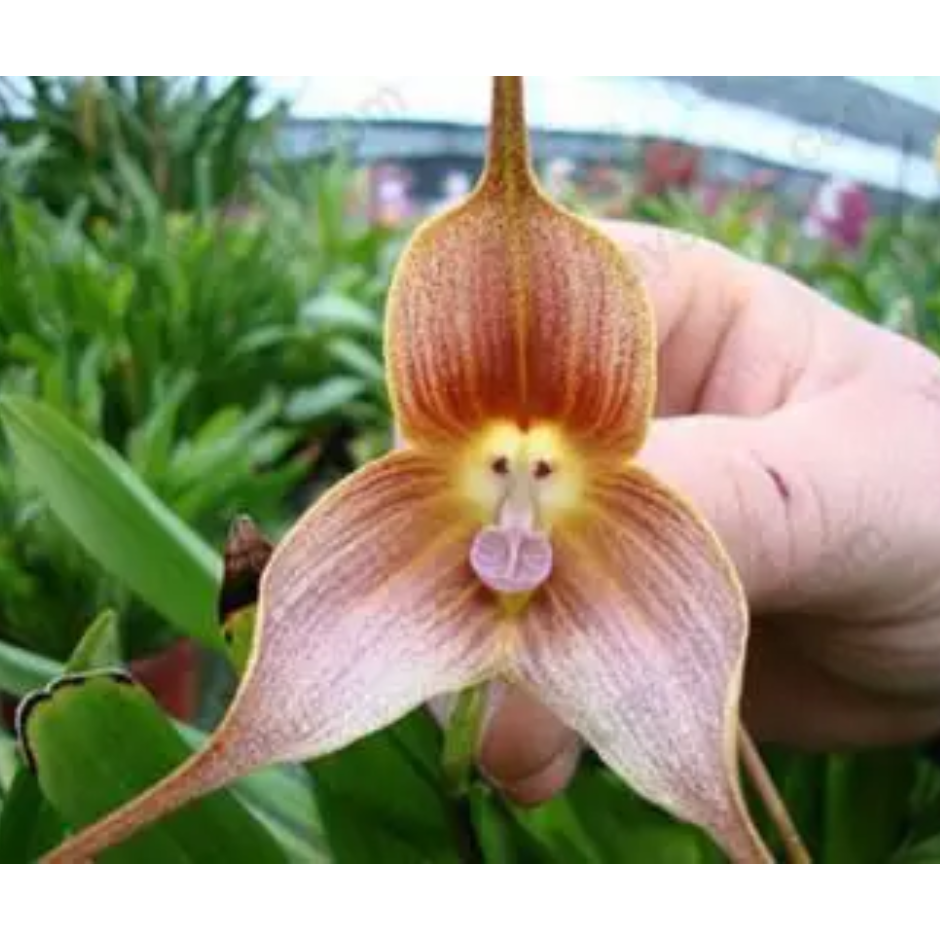 sementes da orquídea cara de macaco mini pra vaso k9 | Shopee Brasil