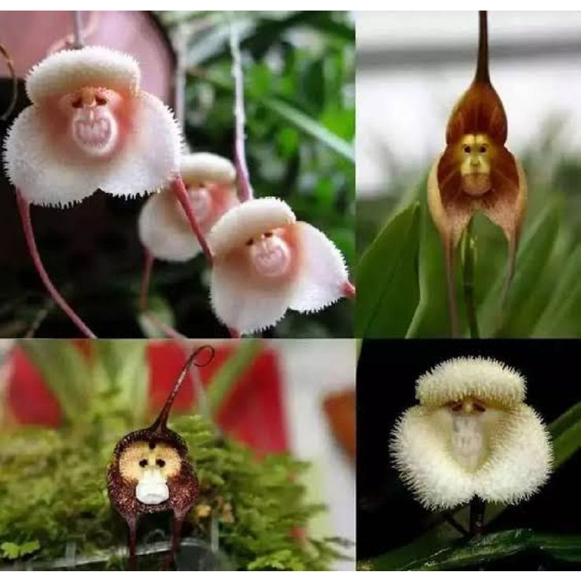 sementes da orquídea cara de macaco mini pra vaso k9 | Shopee Brasil