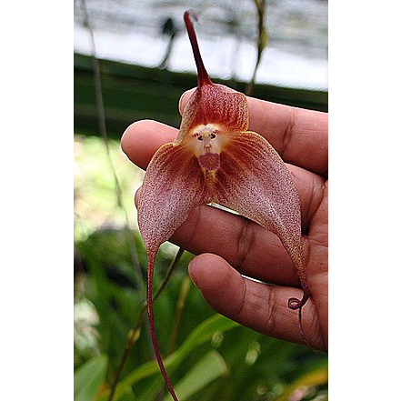 sementes da orquídea cara de macaco mini pra vaso k9 | Shopee Brasil