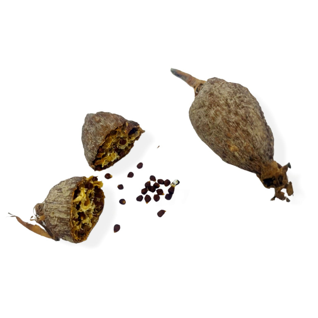 Fava De Ataré Pimenta Da Costa Africana Natural Unidade Umbanda E ...