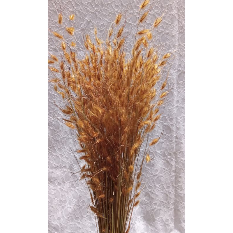 Capim dourado ou capim ouro, seco e desidratado,flor seca | Shopee Brasil