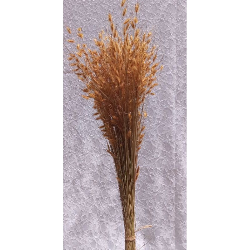 Capim dourado ou capim ouro, seco e desidratado,flor seca | Shopee Brasil