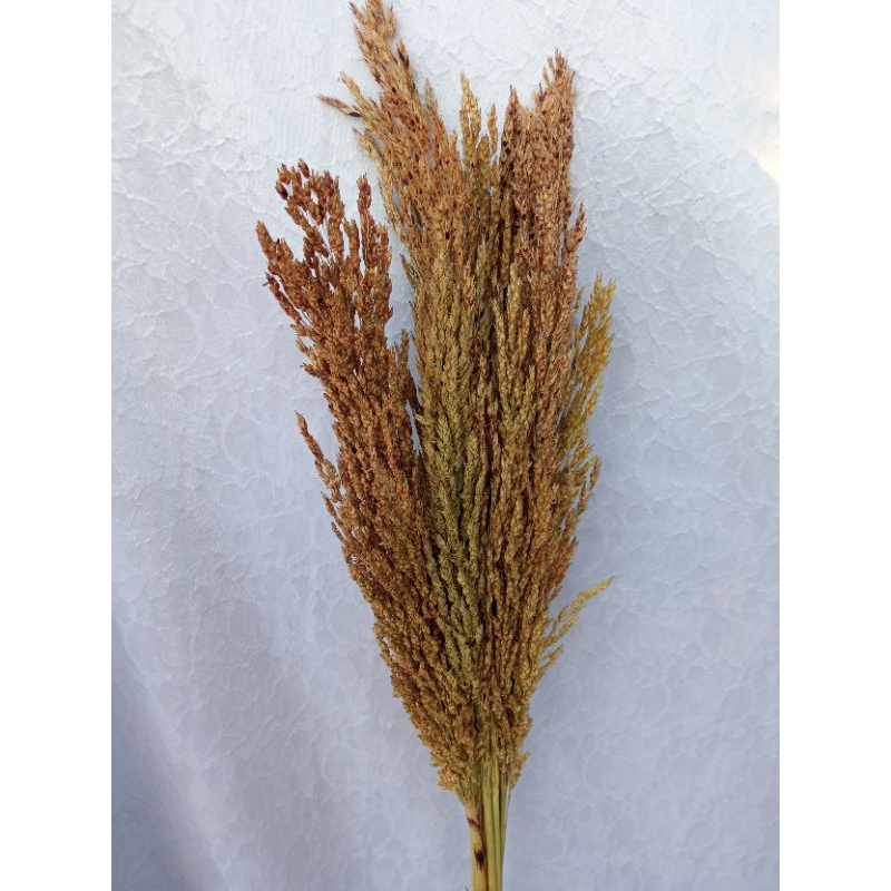 Capim sorgo desidratado e seco. | Shopee Brasil