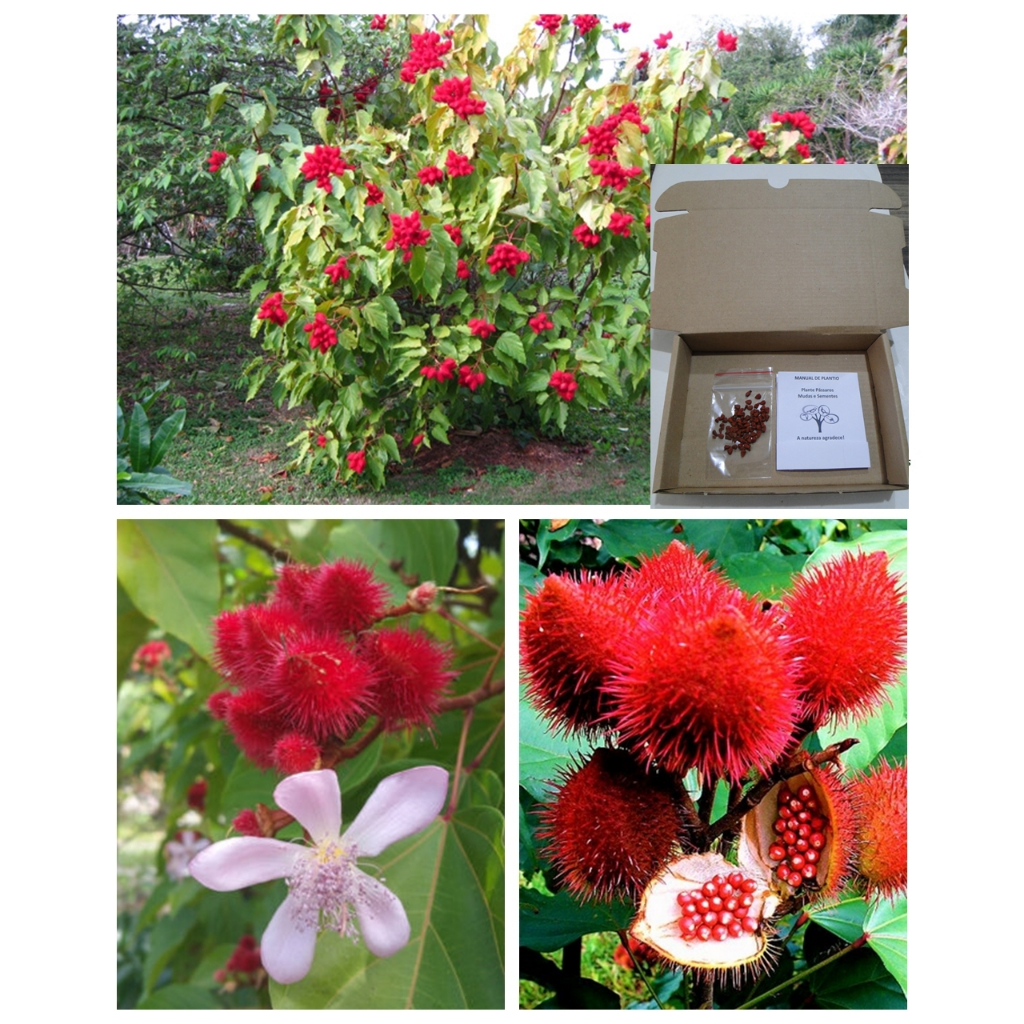 100 Sementes Urucum Ou Colorau (bixa Orellana) - Nativa | Shopee Brasil
