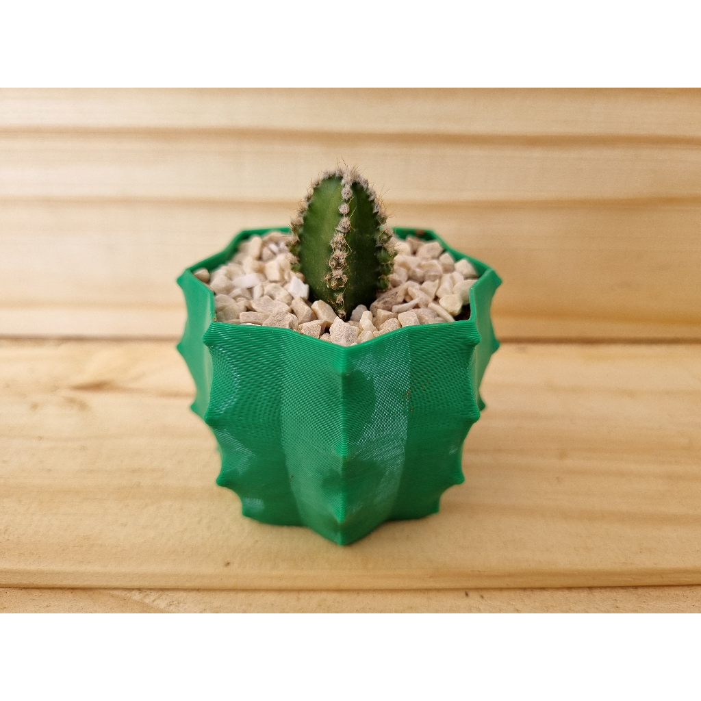 Vaso para Cactos e Suculentas Cachepot Decorativo Para Plantas ...