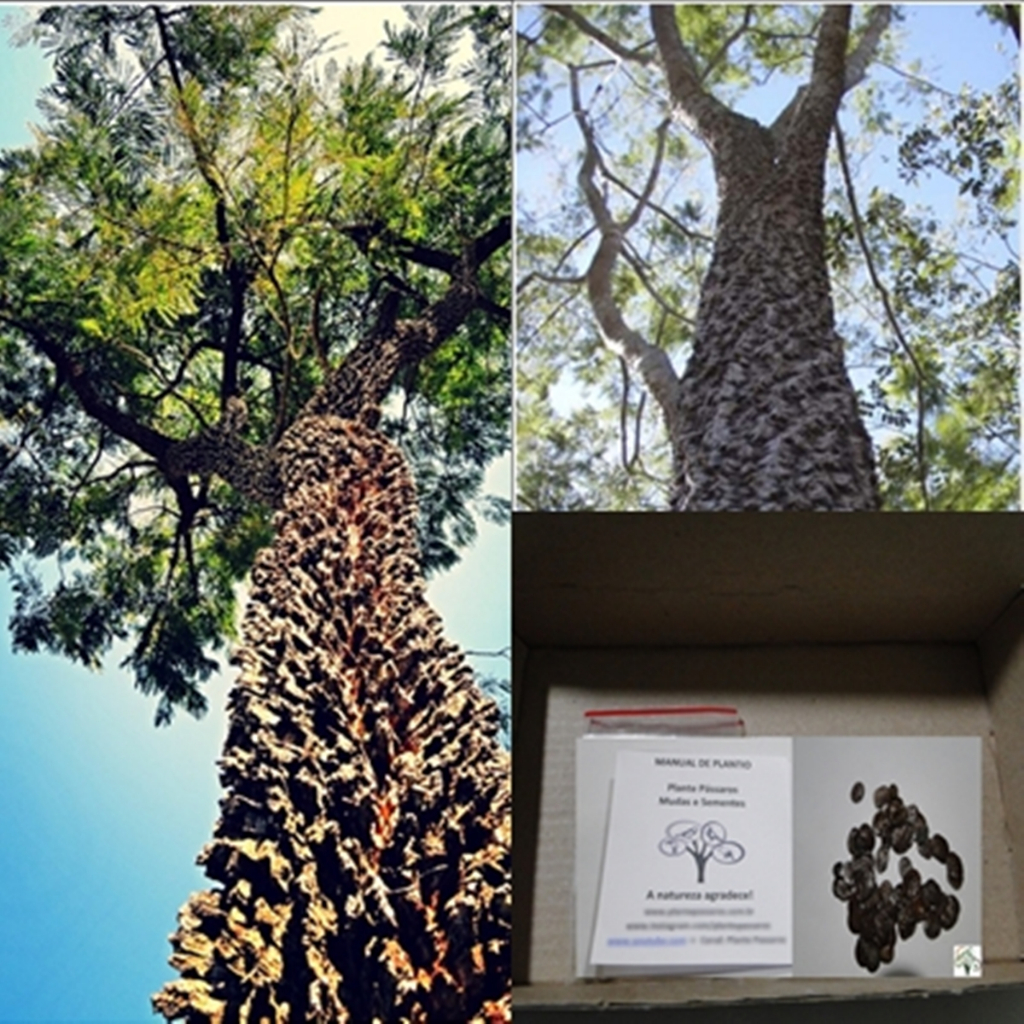 100 Sementes Angico Do Cerrado - Anadenanthera Falcata | Shopee Brasil