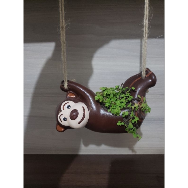 vaso macaco pendente cactos e suculentas | Shopee Brasil