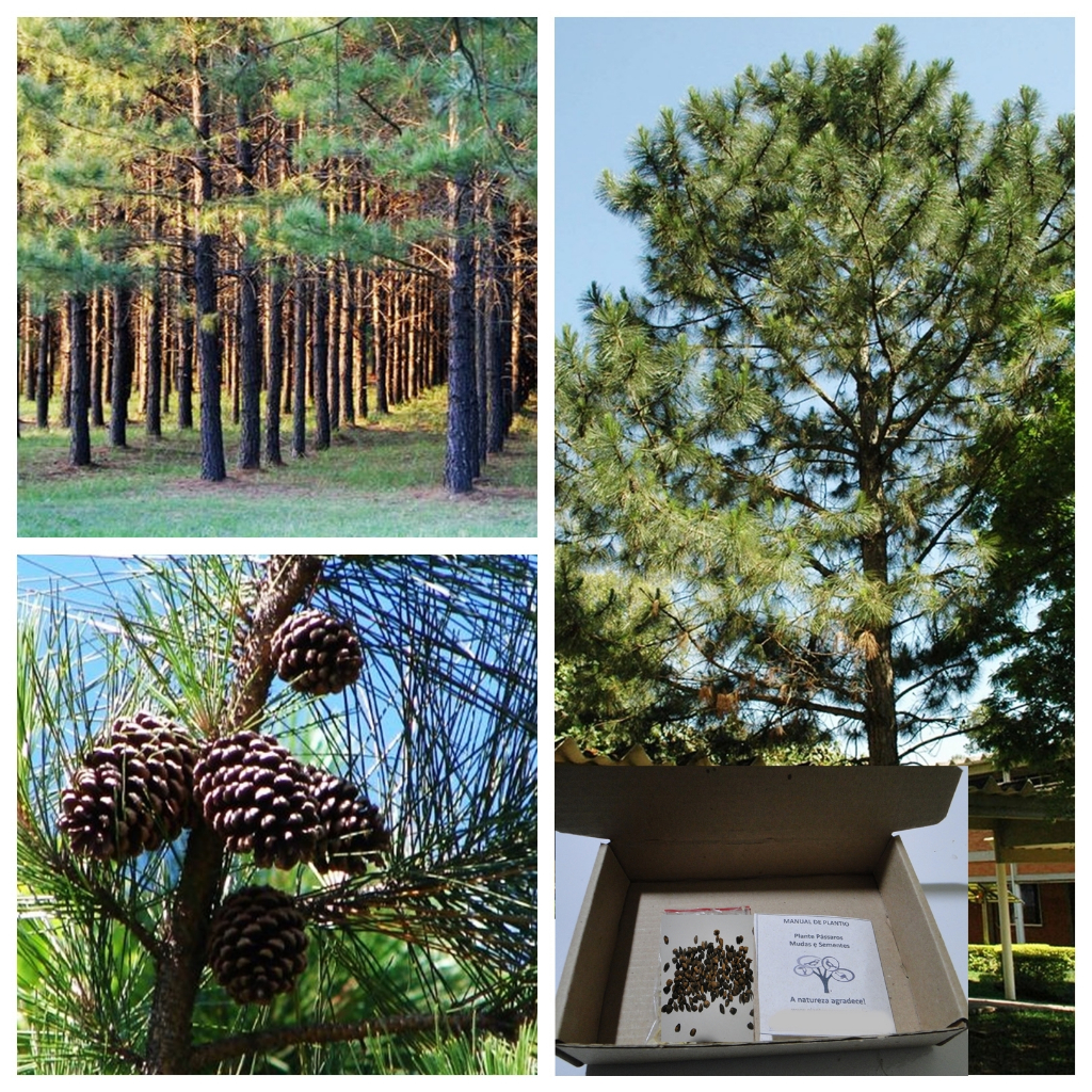 300 Sementes Pinheiro Pinus (elliotti) - Para mudas de Reflorestamento ...