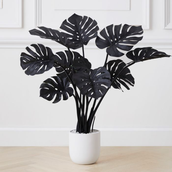 10 sements costela de adão black com manual de cultivo | Shopee Brasil