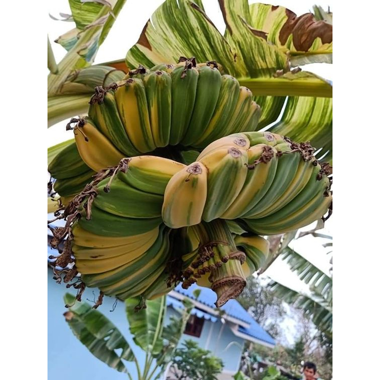100 sements banana mãos rezando variegata com manual de cultivo ...