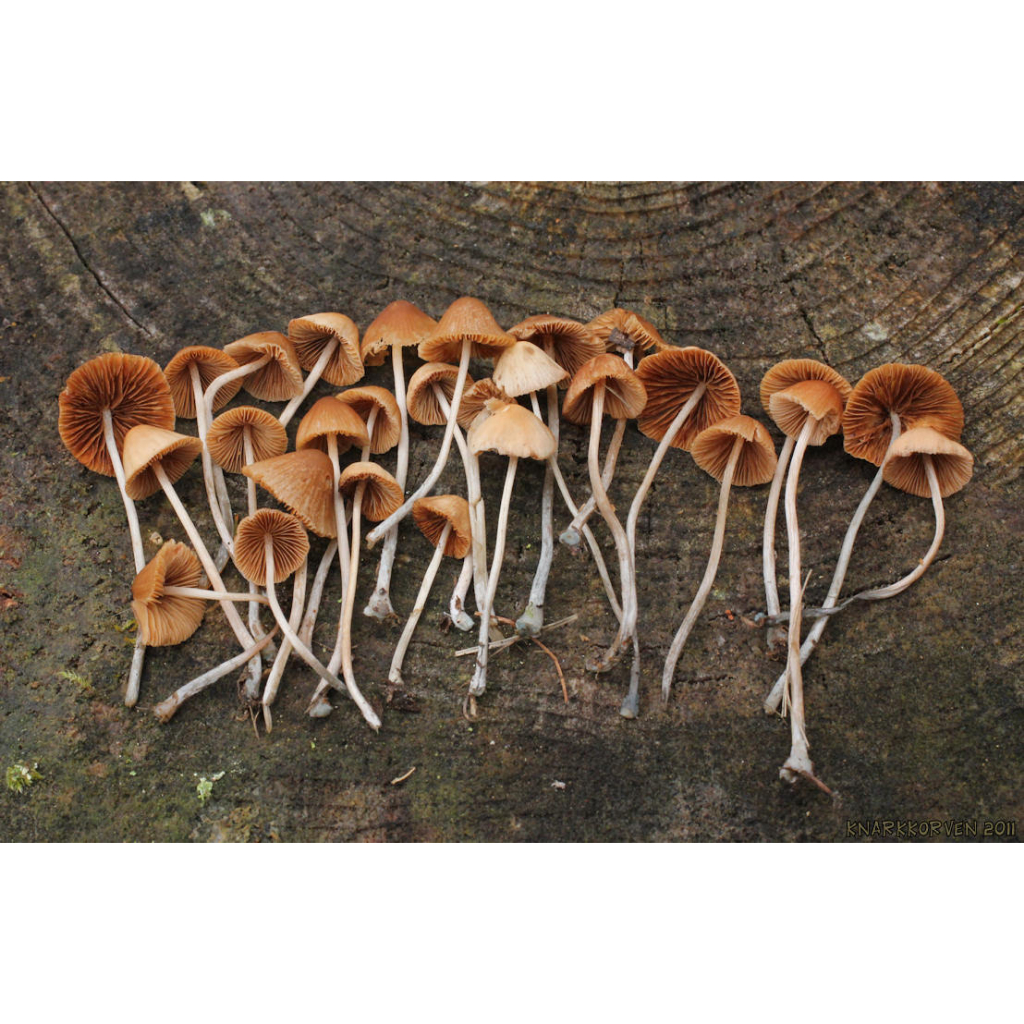 100 sements cogumelo Conocybe cyanopus com manual de cultivo | Shopee ...