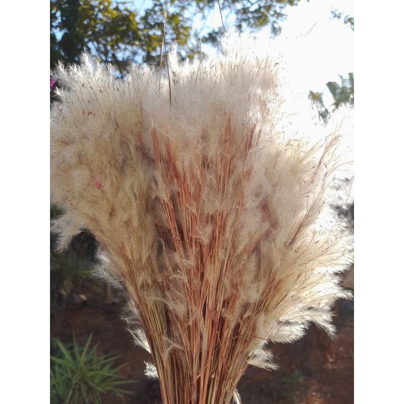 Capim pluminha,seco e desidratado,flores secas | Shopee Brasil