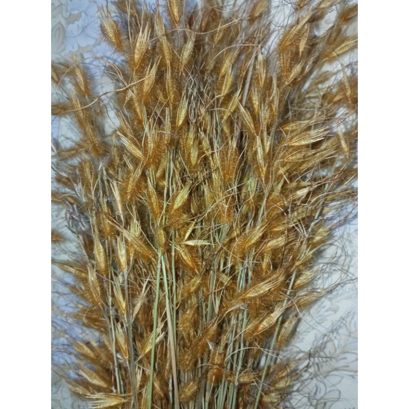 Capim dourado ou capim ouro, seco e desidratado,flor seca | Shopee Brasil
