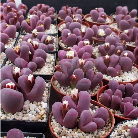 100 sements lithops purple rock com manual de cultivo | Shopee Brasil