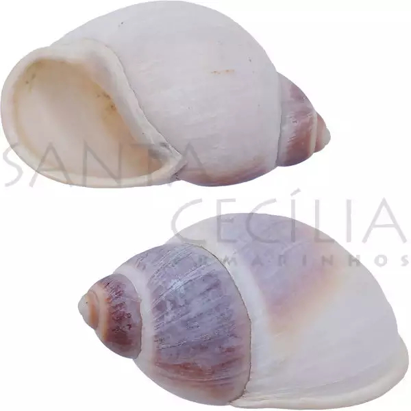 Concha Caramujo - 15 Pacotes com 2 unidades cada | Shopee Brasil