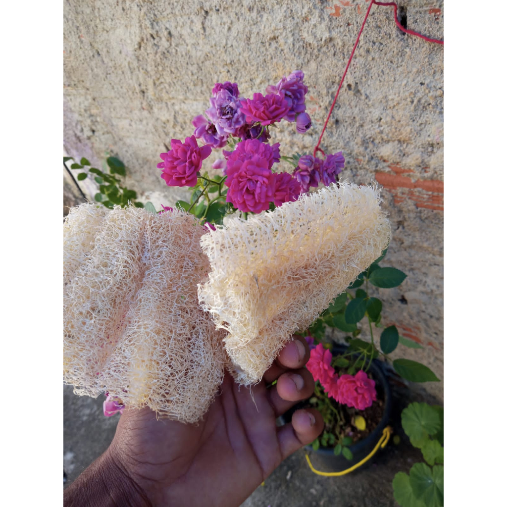 Bucha vegetal-Bucha Vegetal Natural em Pedaço, Organica-kit 2 unidades ...