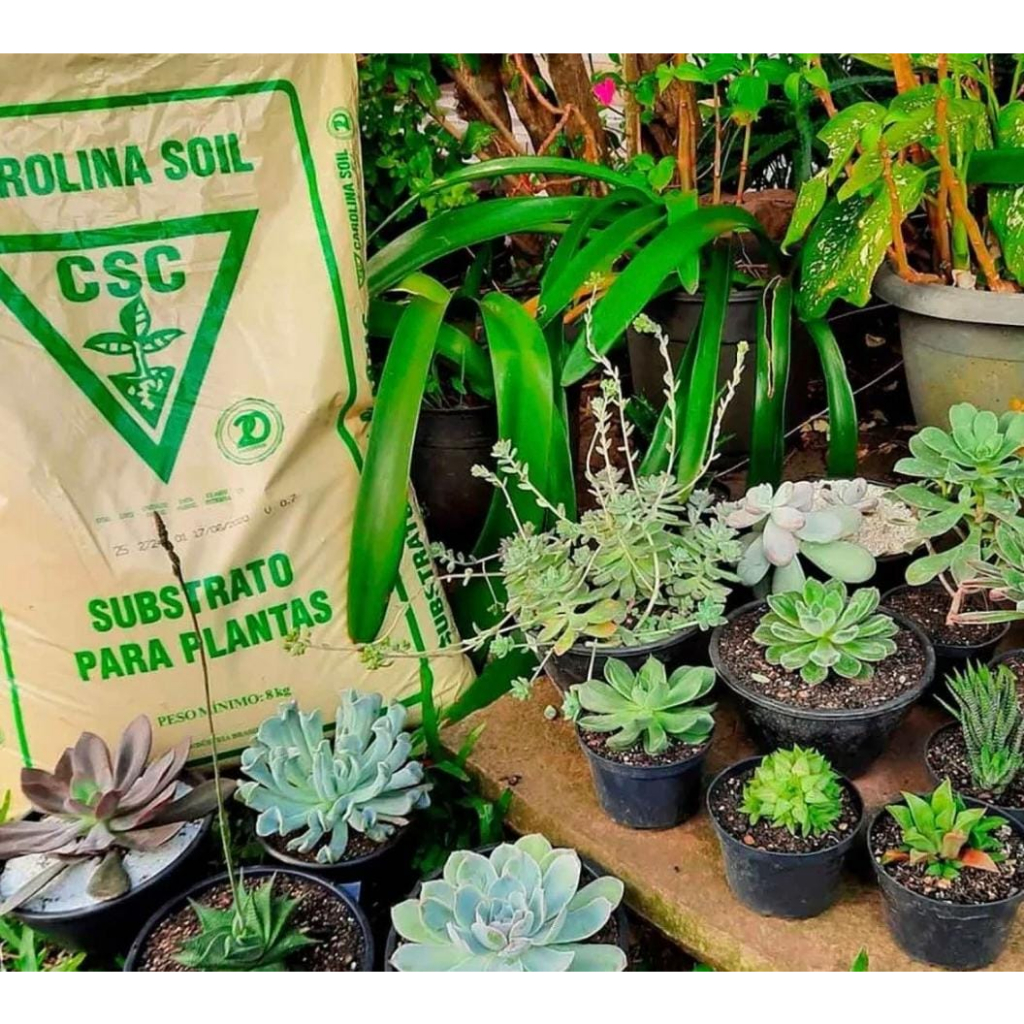 Substrato Carolina Soil 1kg ate 8kg Formula 35h ou 75h Pronto uso ...
