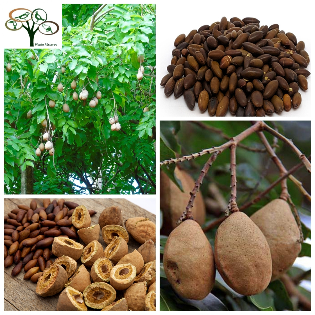 50 Sementes Castanha Baru Cumaru Do Cerrado (dipteryx Alata) | Shopee ...