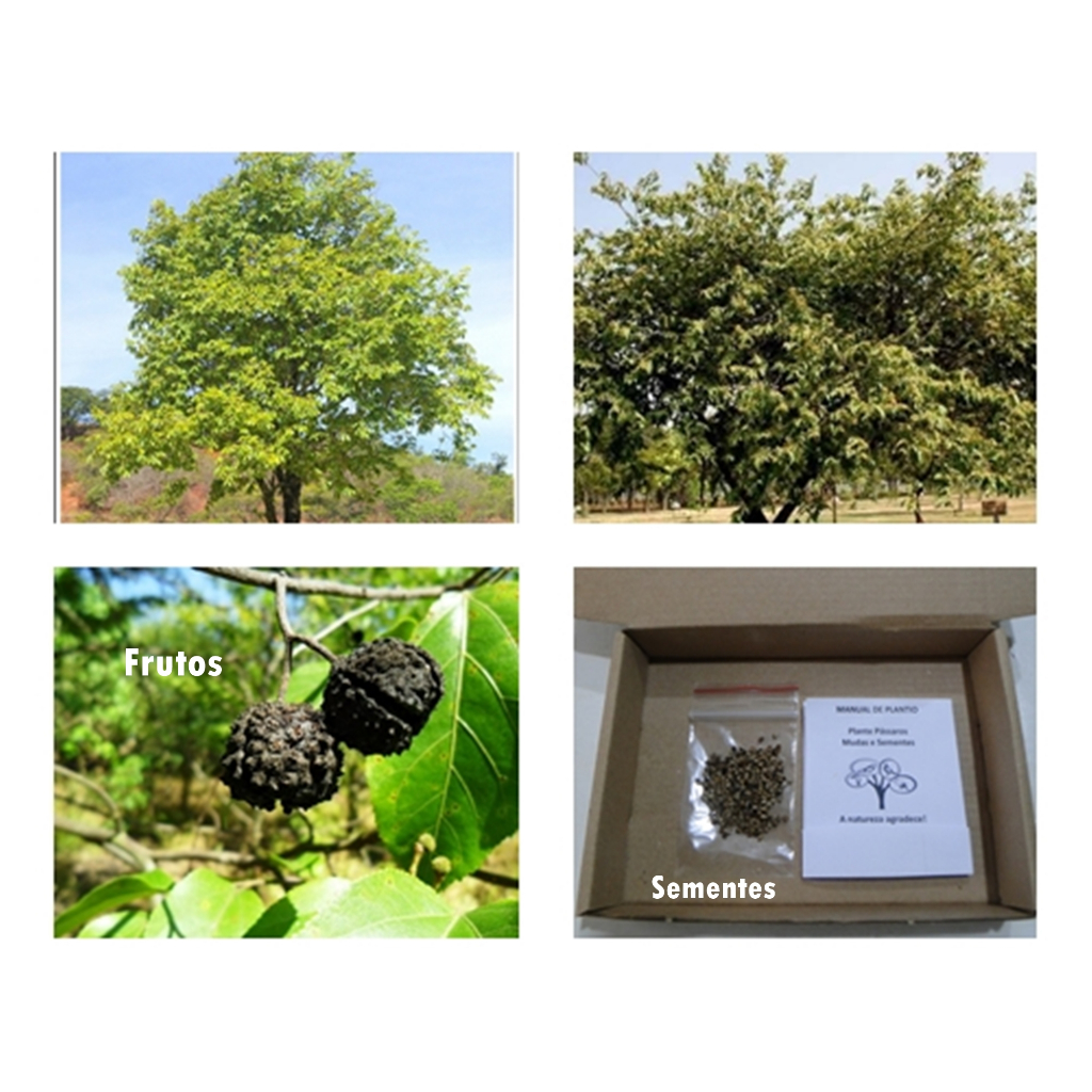 50 Sementes De Mutambo / Mutamba Preta Verdadeira P/ Mudas | Shopee Brasil