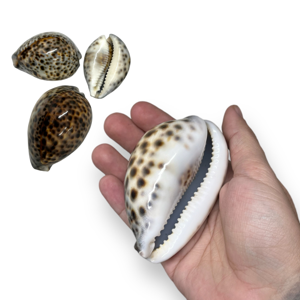 Buzio Concha Tigre Grande Unidade Umbanda Candomblé Artesanato | Shopee ...