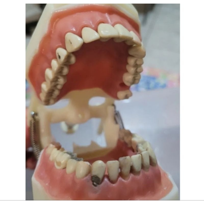 Manequim de Dentistica Dent Art | Shopee Brasil